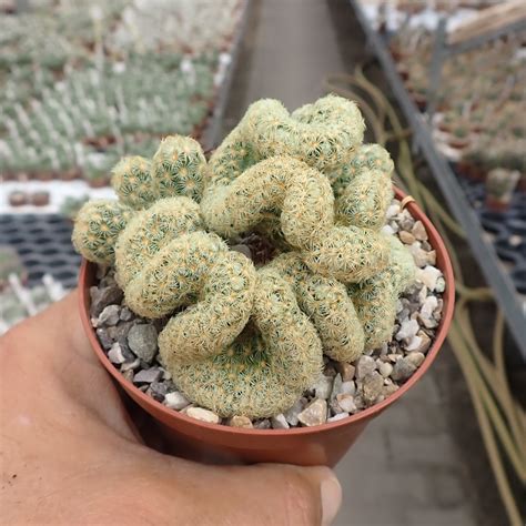 Mammillaria elongata cristata - Uhlig Kakteen - more than 5,000 ...