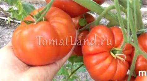 Томат Куум: описание сорта, отзывы, фото, урожайность | tomatland.ru