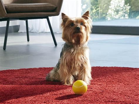 PURINA ONE MINI - Храна за малки кучета | Purina