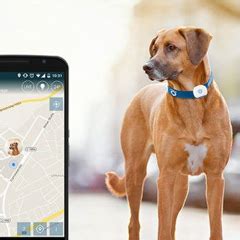 Ошейник с GPS трекером | Если ваш питомец потеряется, вы сможете найти ...