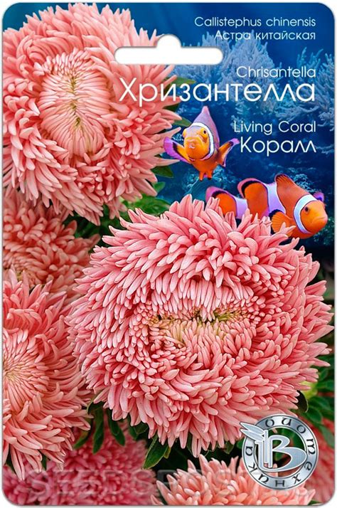 Астра китайская Хризантелла Коралл, 30 шт., купить в интернет магазине ...