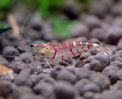 Красная тигровая креветка (Caridina cantonensis "Red Tiger")