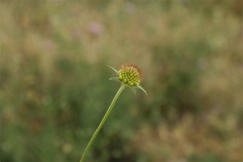 Solo soletto Foto % Immagini| piante, fiori e funghi, natura, fiore ...