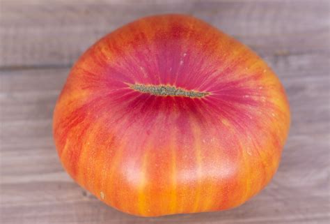 КРАСОТА СЬЮЗИ Dwarf Suz’s Beauty — BTomate