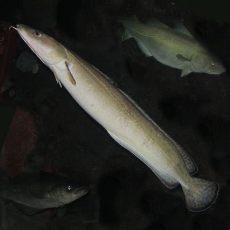 Leng (Molva molva)