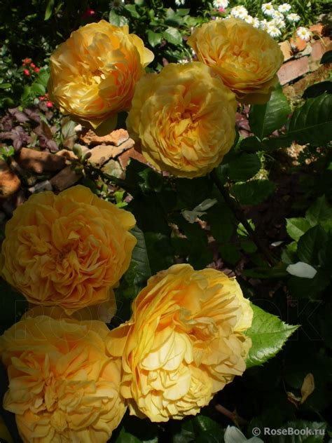 Галерея - Golden Zest (JACbelgo, 100 Idees Jardin, Continued Friendship ...