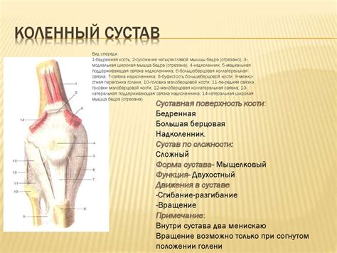 Строение суставов - презентация онлайн