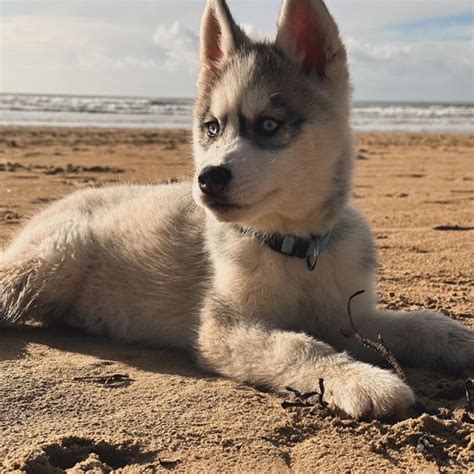 Traactive GPS Pet Tracker Review: A Detailed Review of Pet Tracker ...
