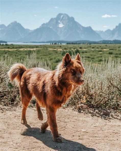 This Chocolate Brown Siberian Husky is Winning Hearts on Instagram