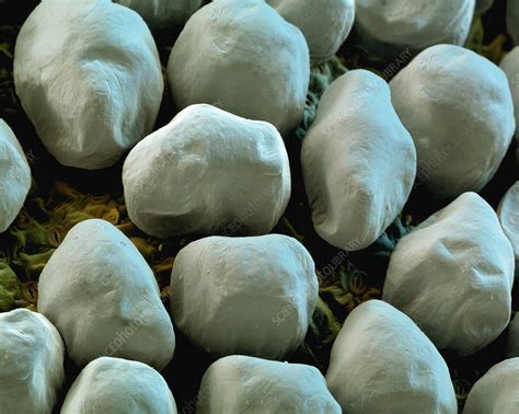 Monilaria leaf - Stock Image - B745/0393 - Science Photo Library