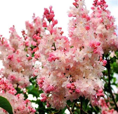 Pin by Nilgün Irkörücü on Küçük tablolar | Lilac, Beautiful flowers ...