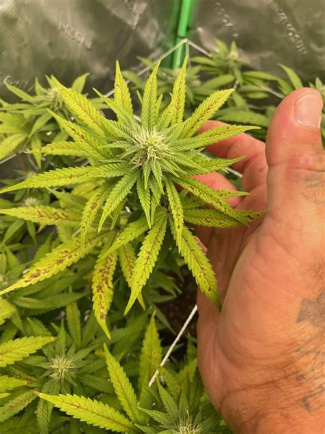 How to Identify and Treat a CalMag Deficiency in Cannabis - Reefertilizer