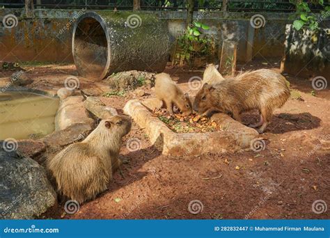 Capybara Kapibara Hydrochoerus Hydrochaeris Stock Photography ...