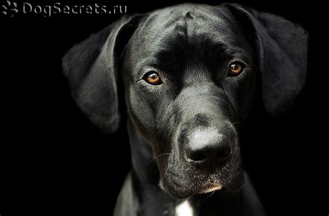 Успокаивающие капли, средства для собак