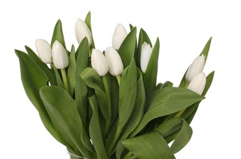 Тюльпан белый (white)