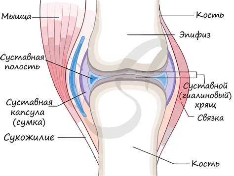 Кости, их соединения, подготовка к ЕГЭ по биологии