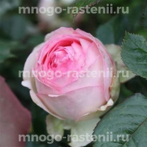 Саженцы Роза штамбовая Эден Роуз (Eden Rose) купить по цене 3800 руб. в ...