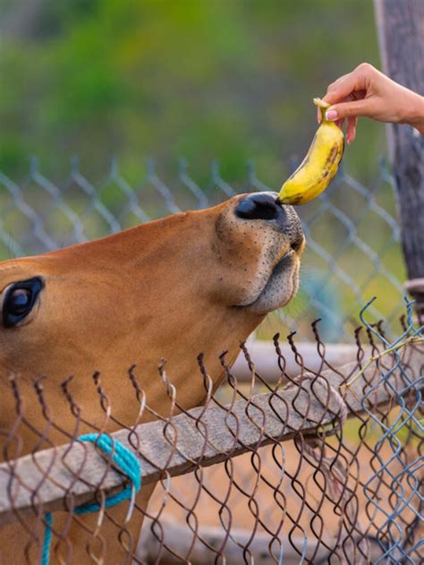 Do Cattle Eat Vegetables at Oscar Loveless blog