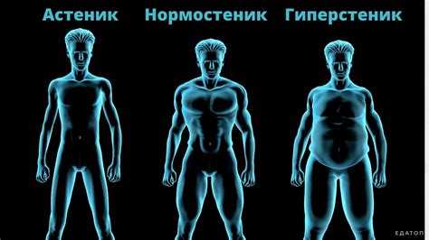 Гиперстенический тип телосложения: особенности и характер, правила ...