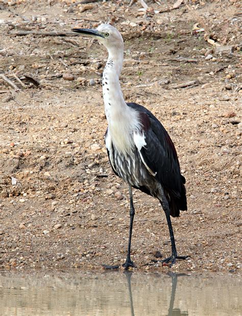 Heron – Let's Go Travel Australia