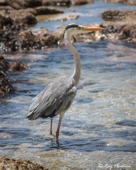 Herons | Ray Plowman
