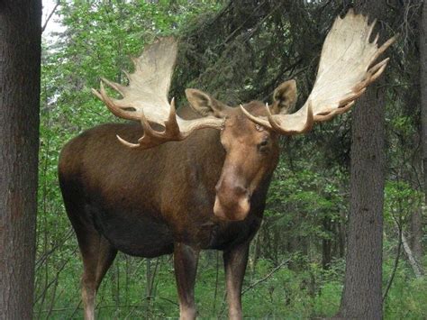 1000+ images about Moose on Pinterest | Antlers, Wildlife photography ...