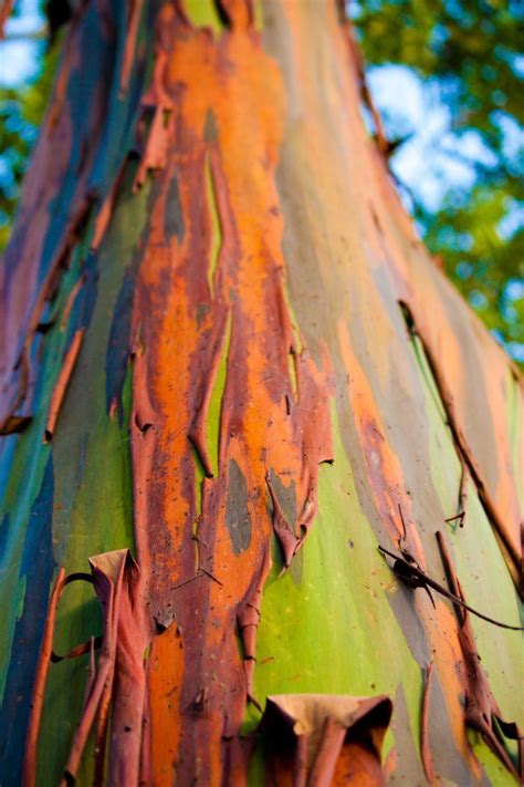 Эвкалипт радужный eucalyptus deglupta - купить по выгодной цене | teofrast