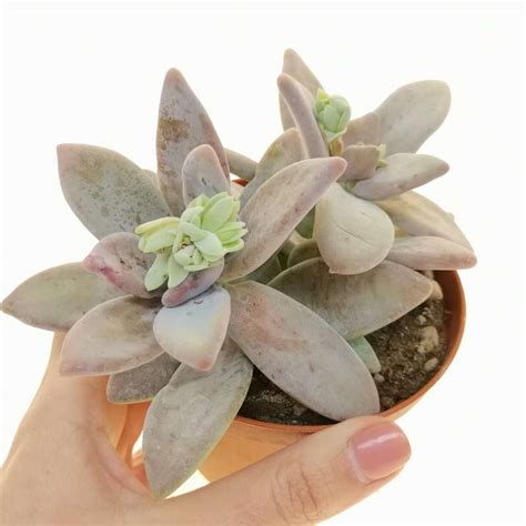 Pachyphytum werdermannii 10 cm. | Crassulaceae - Giromagi vendita ...