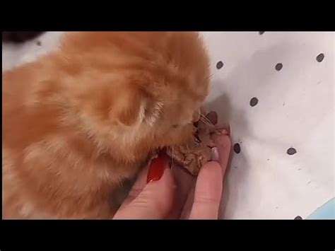 Первый прикорм котят #хиврята5#котята#прикорм#cat# - YouTube