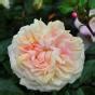 Роза "Гарден оф Роузес" (Garden of Roses) - Розы полиантовые (Каталог ...