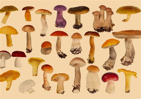 The Future of Fungi — Soil Zine