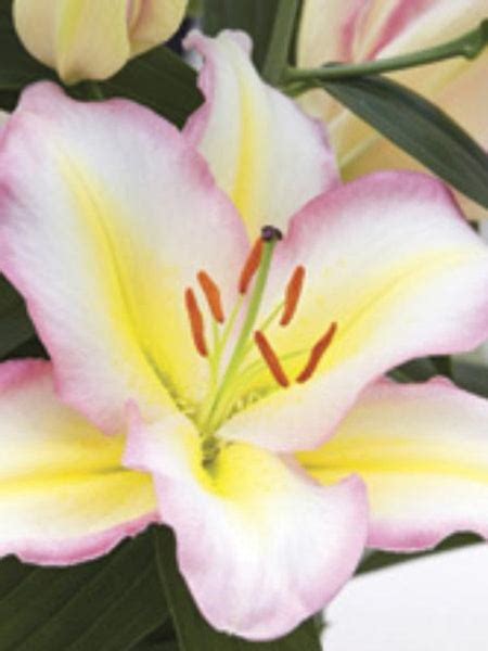 Lily - Oriental Captain Tricolore – Calgary Plants