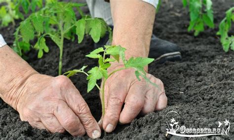 Высадка рассады помидор – как правильно высаживать и когда? | Garden ...