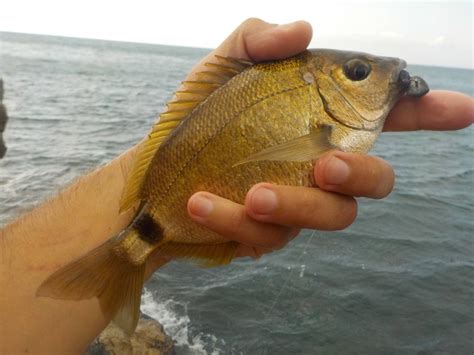 Морской карась: фото с подробным описанием, на что ловить и где (какие ...