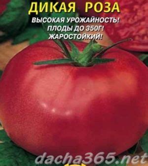 Томат Дикая роза: характеристика и описание сорта, фото, отзывы ...
