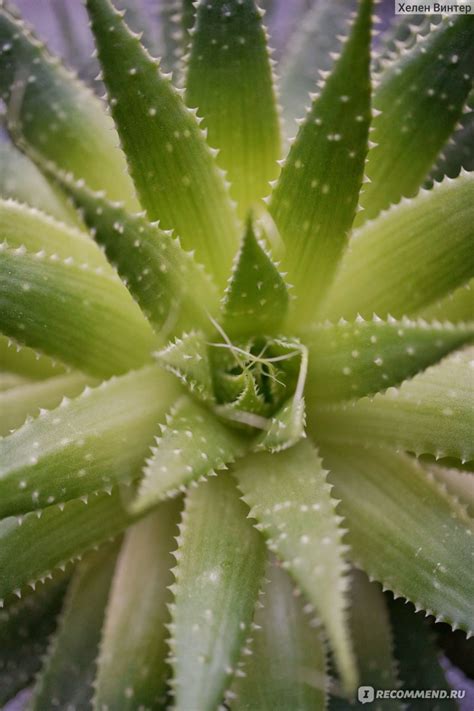 Алоэ остистое (Aloe aristata) - «Моё самое любимое растение в доме ...
