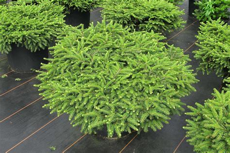 Ель обыкновенная максвелли (picea abies maxwellii)