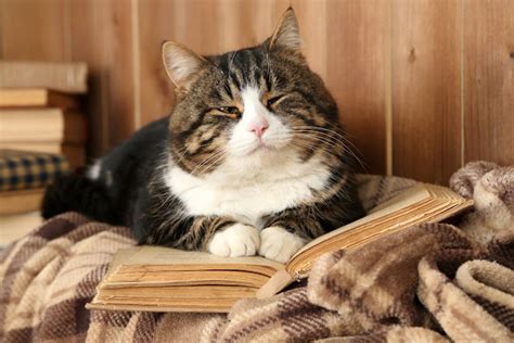 заМУРРРчательные книги! - Хранительница книг