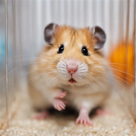 Hamster artgerechte Haltung Archives - Haustier Wissen