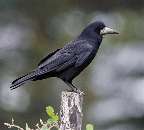 De Roek (Corvus frugilegus) | Vogels in Nederland