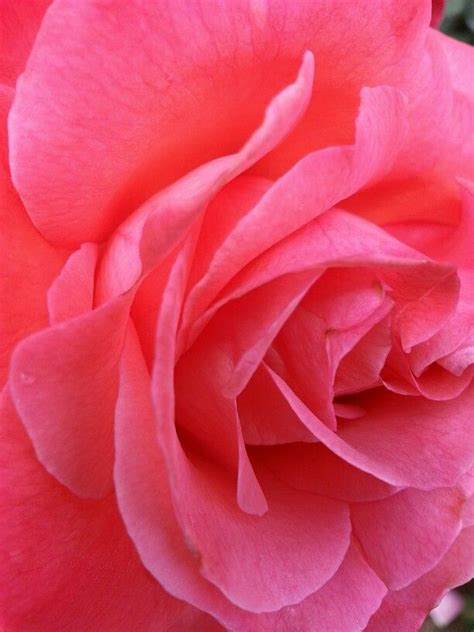 Tropicana Rose... | Rose, Pink flowers, Flowers