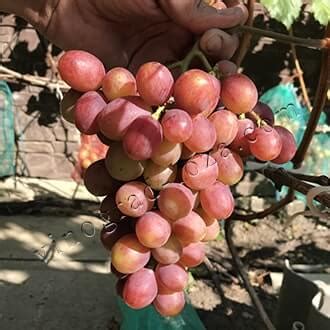 Описание сорта винограда Граф Монте Кристо: фото и отзывы | Vinograd-Loza