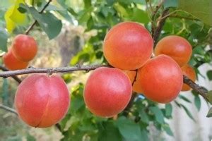 Златпитомник – Интернет-магазин саженцы плодовых и ягодных с доставкой ...