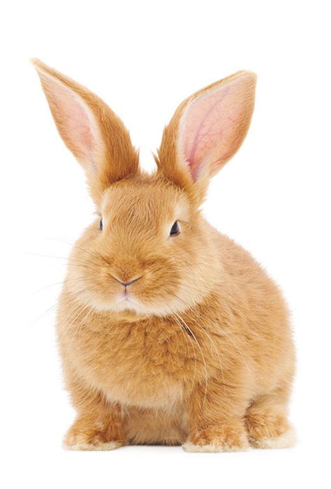 Receive a bunny with your Tieks purchase!