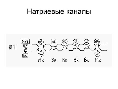 Физиология возбудимых тканей и структур - online presentation