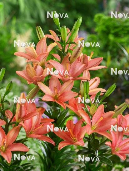 Lilium Asiatic Little Kiss