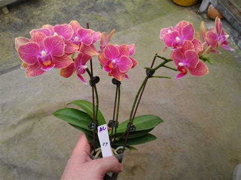 Phal. Allura 'Patricia' | Orchids garden, Orchids, Phalaenopsis