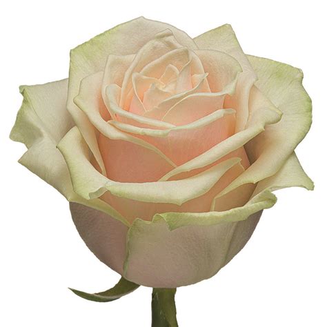 Талеа - Одноголовые - Каталог роз - Каталог - roseline8.make.inspiro.su