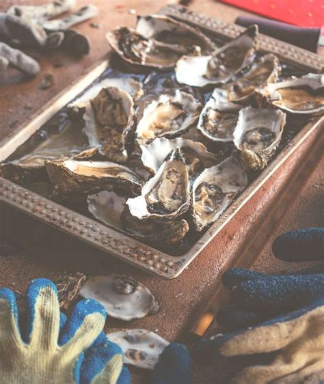 The Environmental Benefits and Challenges of Oysters | Ethos