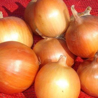 Луковицы Лук, Лук севок купить по выгодной цене в интернет-магазине ...